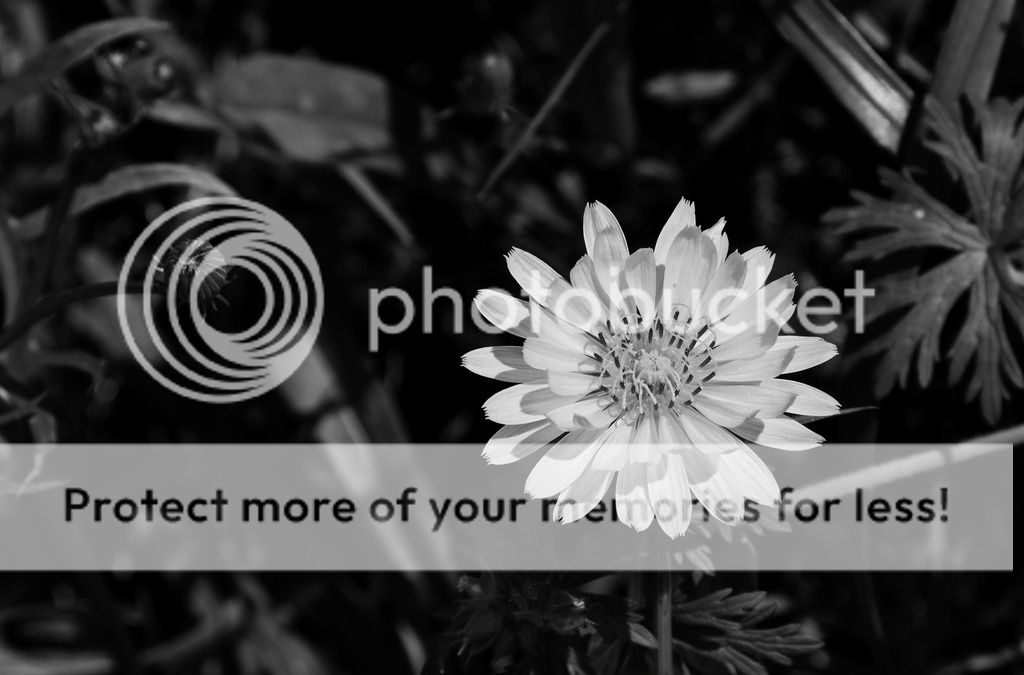 Wildflower - PentaxForums.com